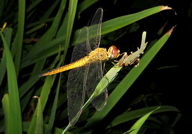 Wandering Glider (Pantala flavescens) - Bali Wildlife