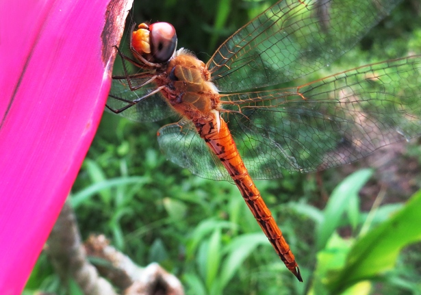 Wandering Glider (Pantala flavescens) - Bali Wildlife
