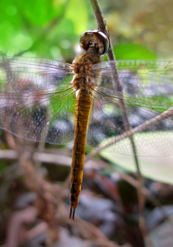 Wandering Glider (Pantala flavescens) - Bali Wildlife
