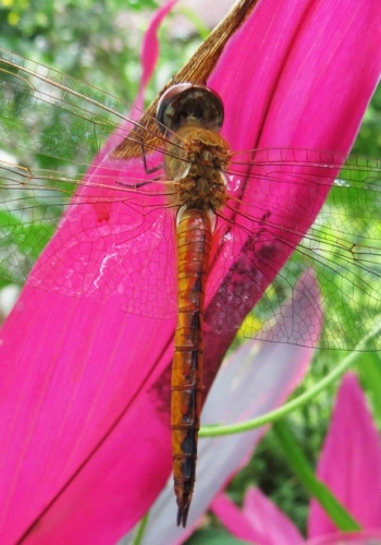 Wandering Glider (Pantala flavescens) - Bali Wildlife