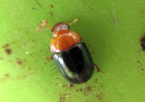 Water Scavenger Beetles (Dactylosternum dytiscoides) - Bali Wildlife