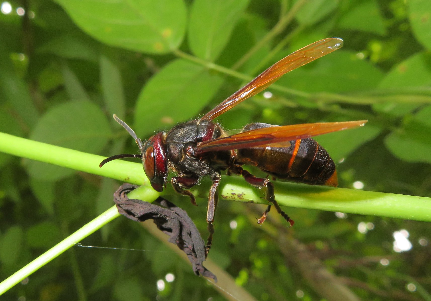 Yellow-vented Hornet (Vespa analis) - Bali Wildlife