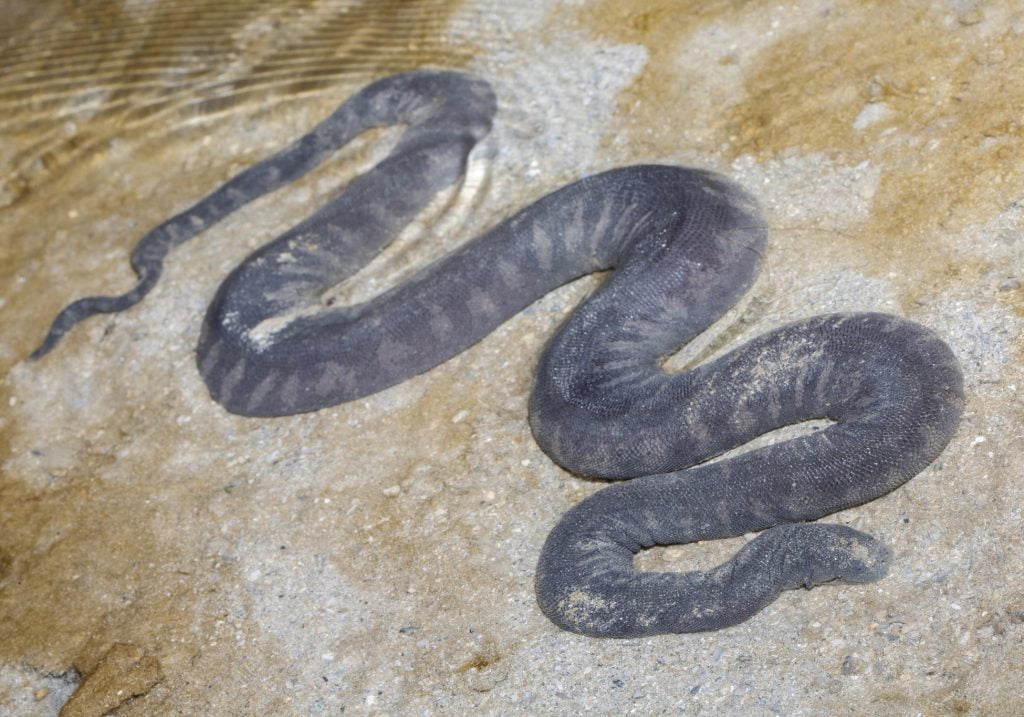 Little File Snake (Acrochordus granulatus) - Bali Wildlife