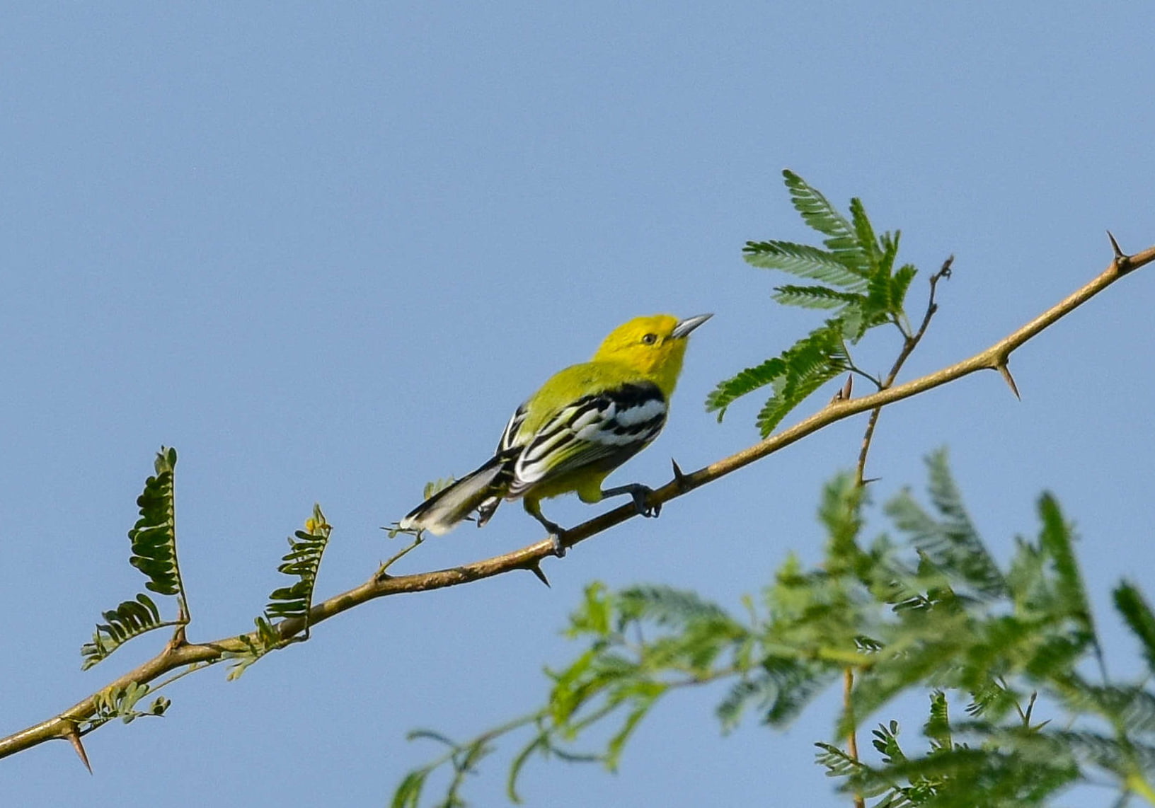 Burung Cipoh Kacat (Aegithina tiphia) - Bali Wildlife