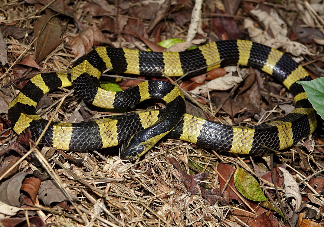 Banded Krait (Bungarus fasciatus) - Bali Wildlife