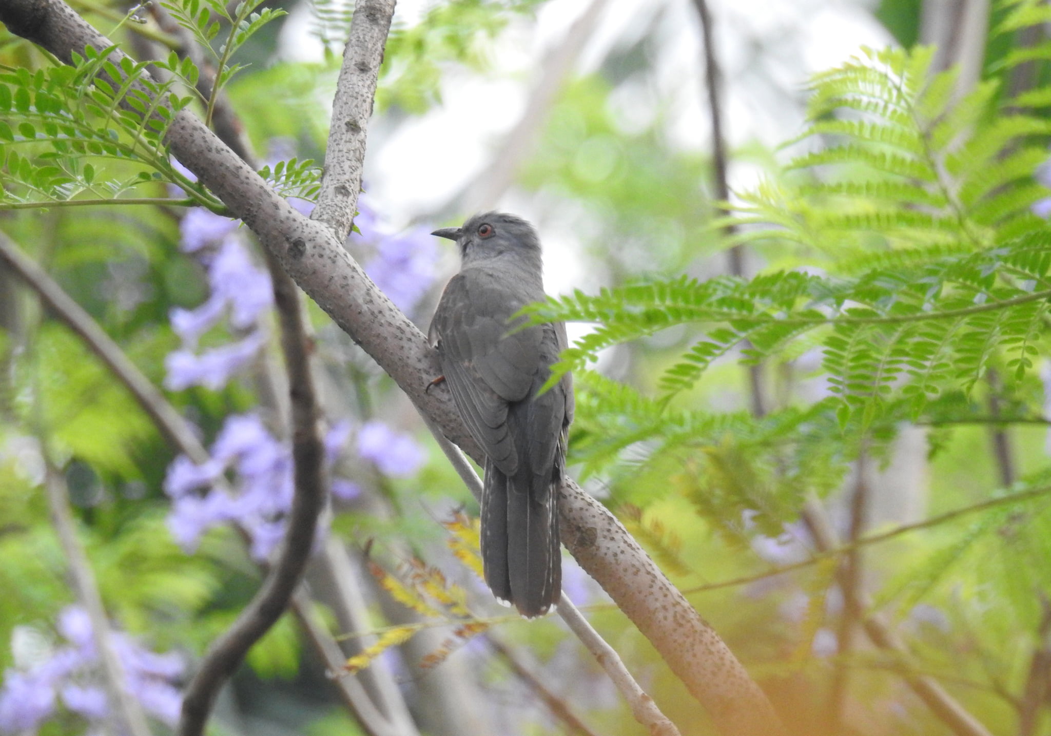 Burung Wiwik Kelabu (Cacomantis merulinus) - Bali Wildlife
