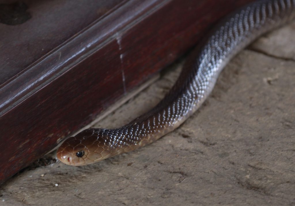 Javan Spitting Cobra (Naja sputatrix) - Bali Wildlife