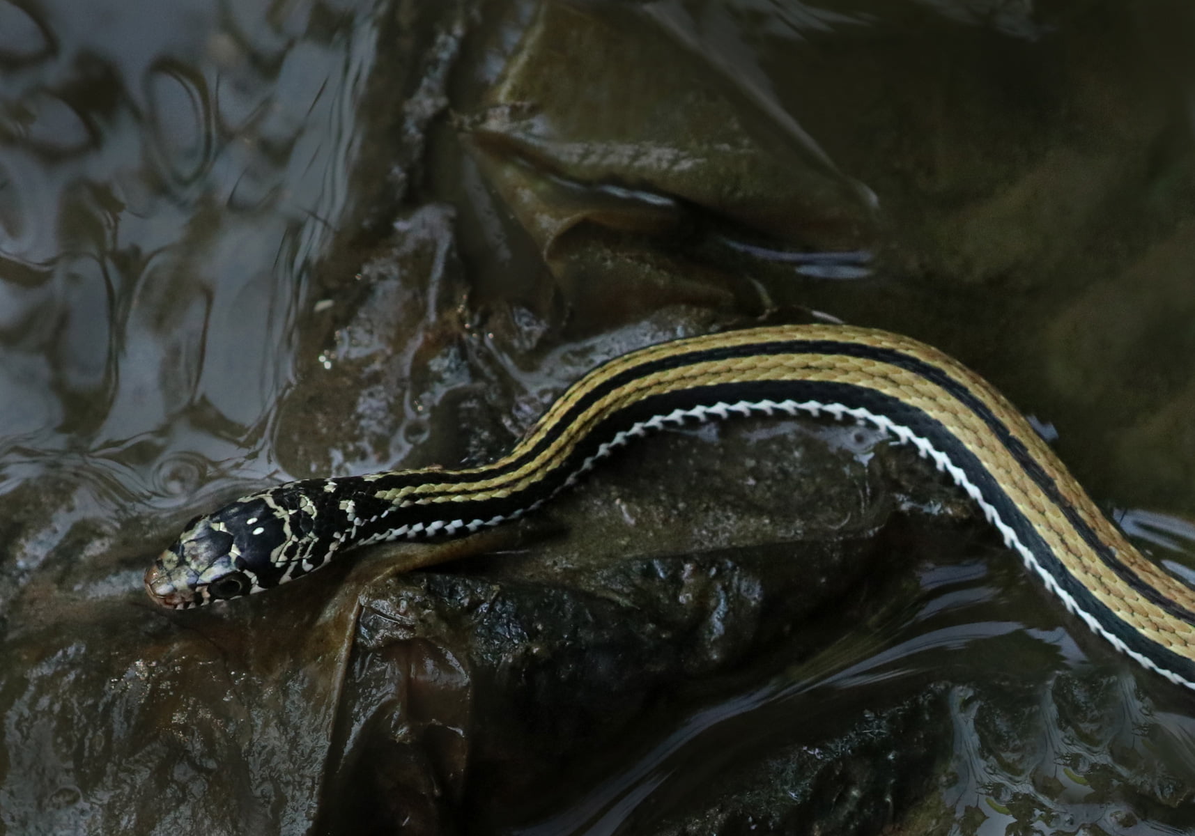 Striped Keelback (Xenochrophis vittatus) - Bali Wildlife