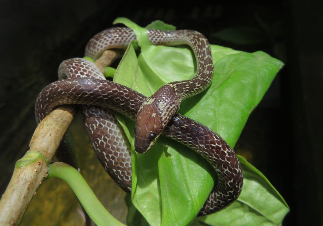 Common Wolf Snake (Lycodon capucinus) - Bali Wildlife