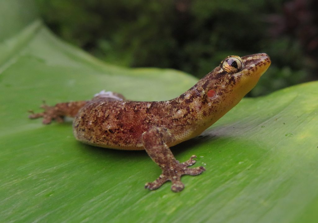 Tokek (Gekko gecko) - Bali Wildlife