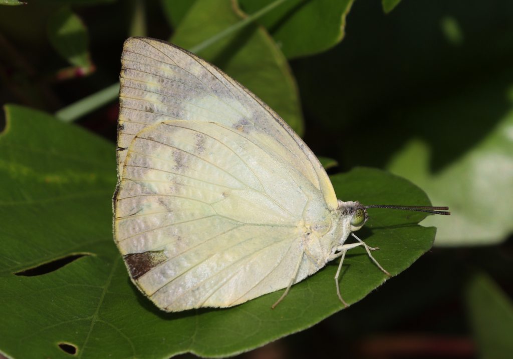Butterfly 001 () - Bali Wildlife