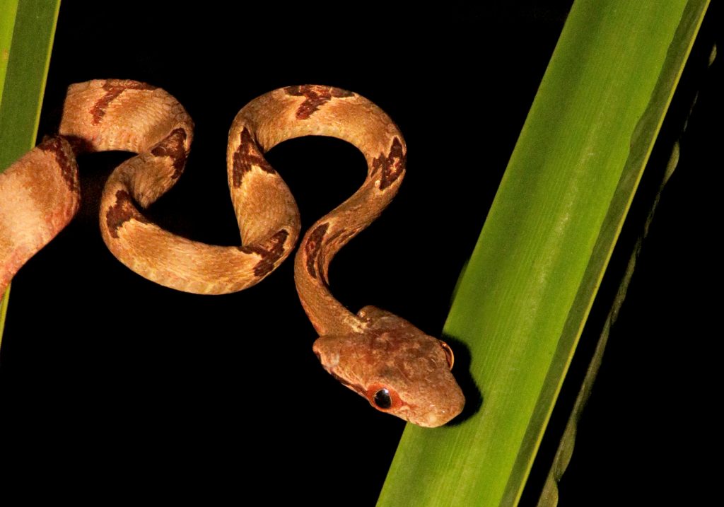 Dog-toothed Cat Snake (Boiga cynodon) - Bali Wildlife
