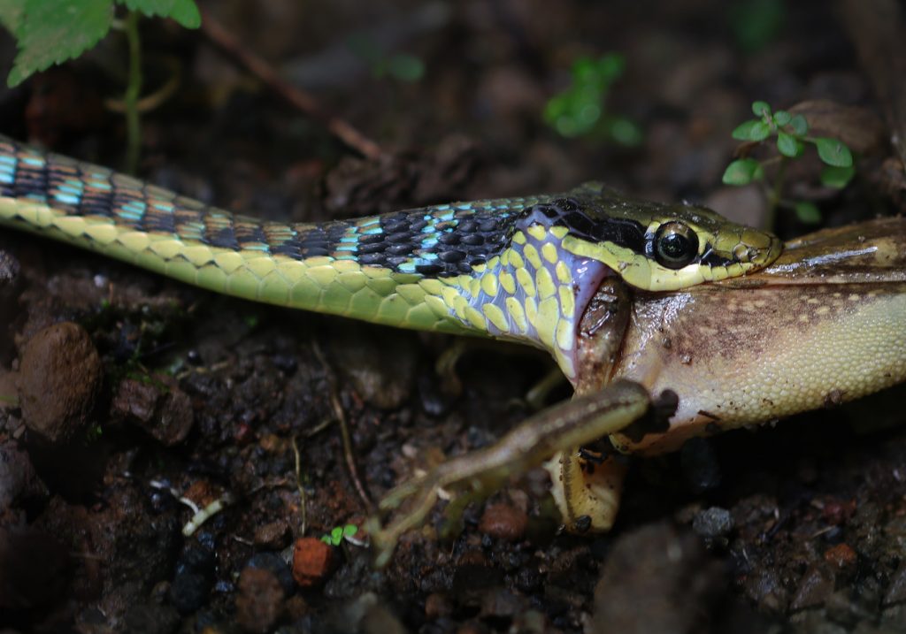 Painted Bronzeback (Dendrelaphis pictus) - Bali Wildlife
