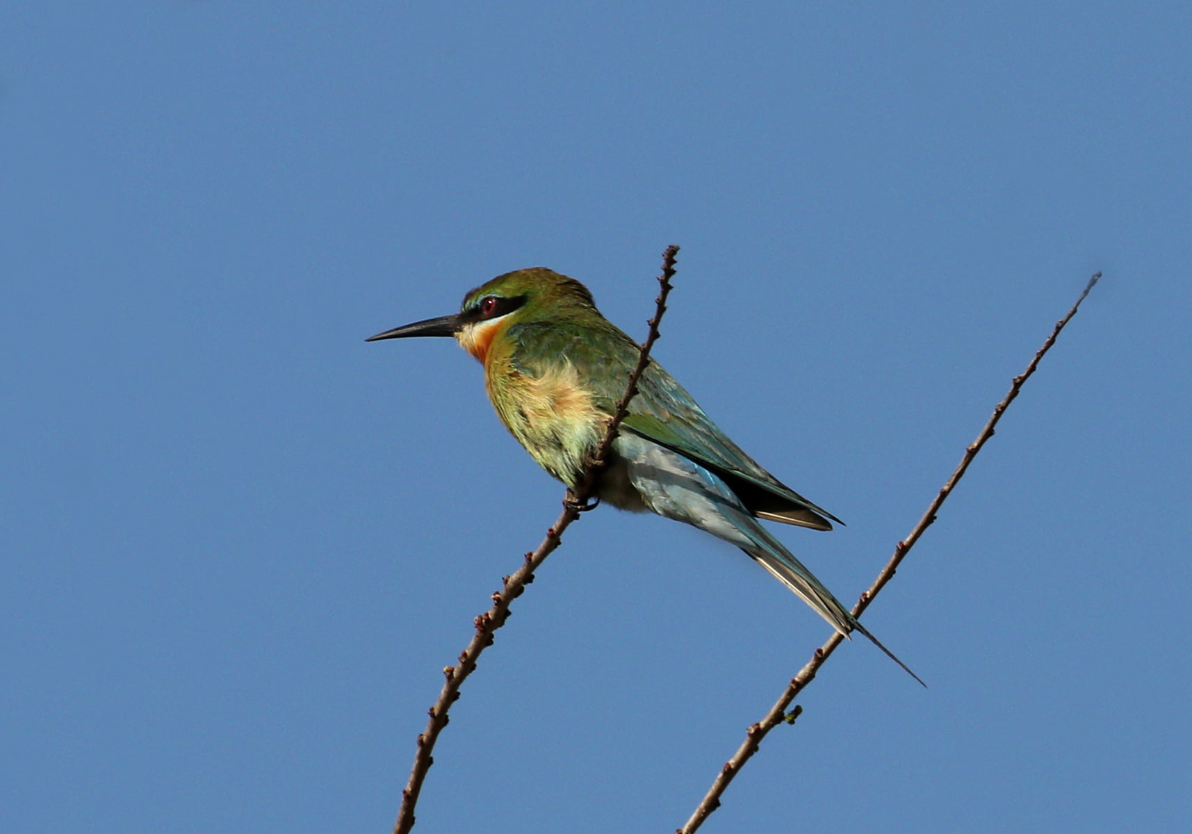 Blue-tailed Bee - eater (Merops philippinus) - Bali Wildlife