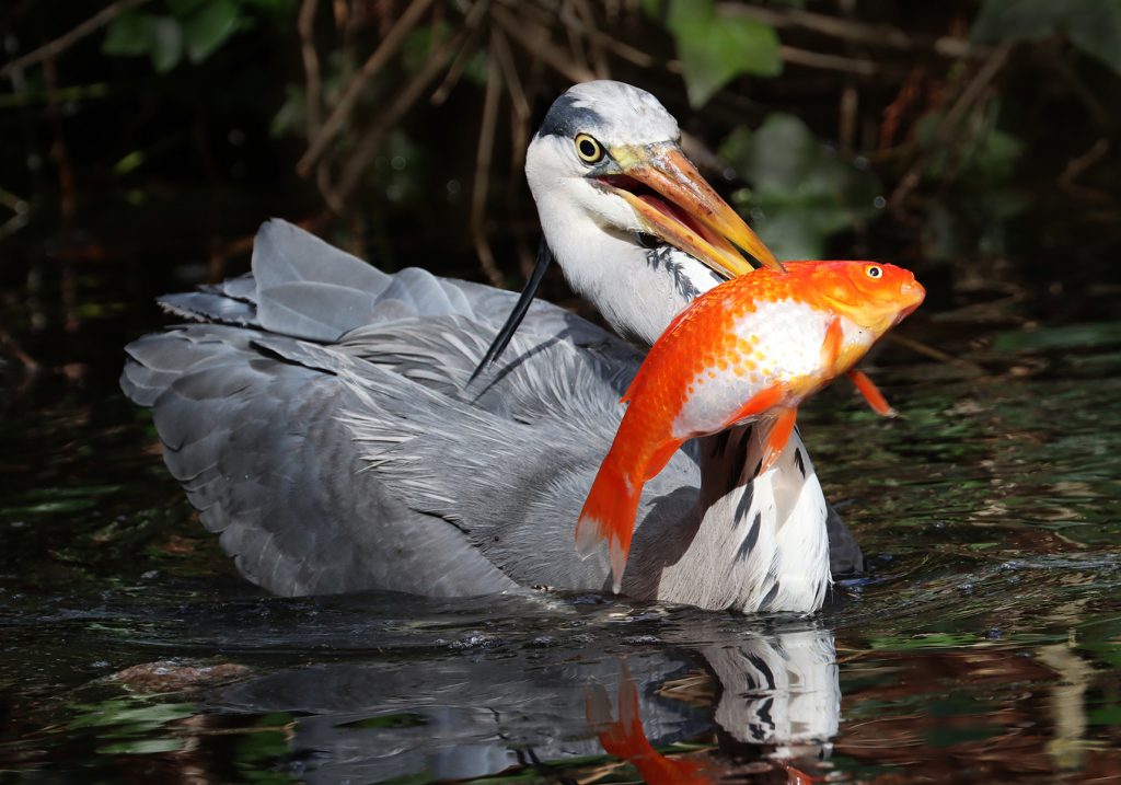 Cangak Abu (Ardea cinerea) - Bali Wildlife