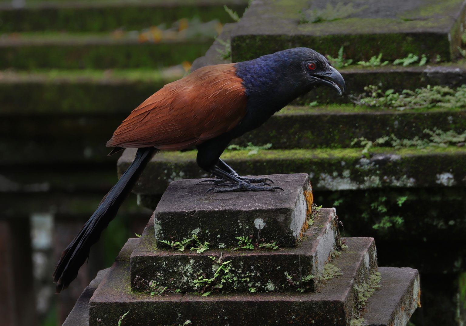 Lesser Coucal (Centropus bengalensis) - Bali Wildlife