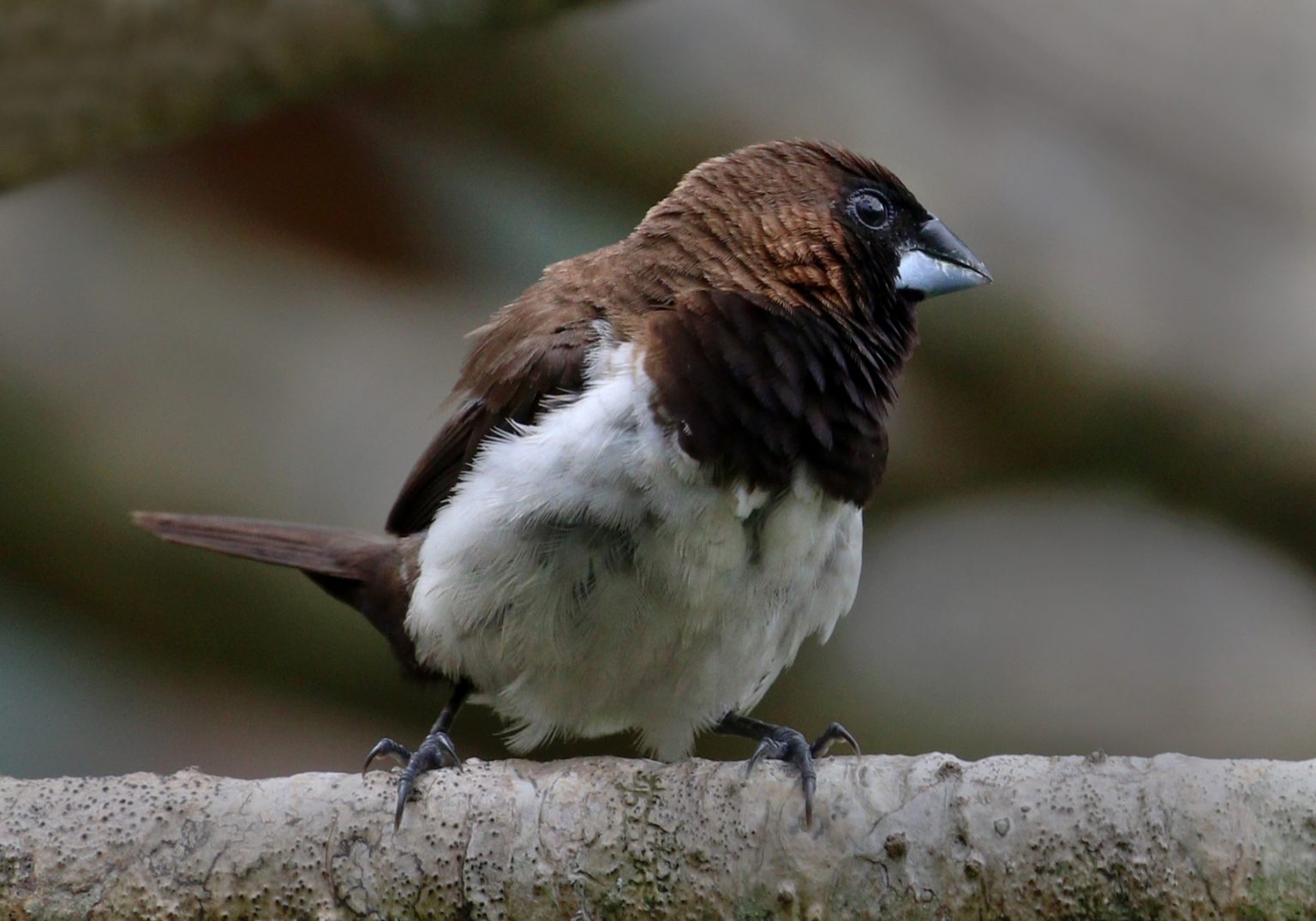 Javan Munia (Lonchura leucogastroides) - Bali Wildlife