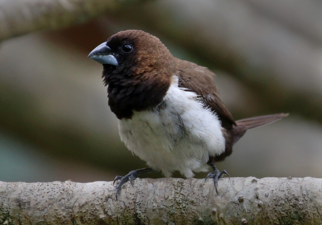 Javan Munia (Lonchura leucogastroides) - Bali Wildlife