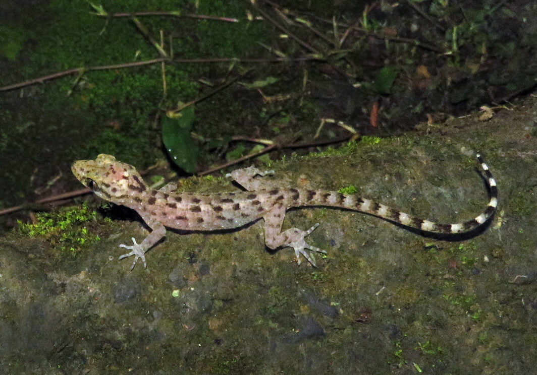 Tokay Gecko (Gekko gecko) - Bali Wildlife