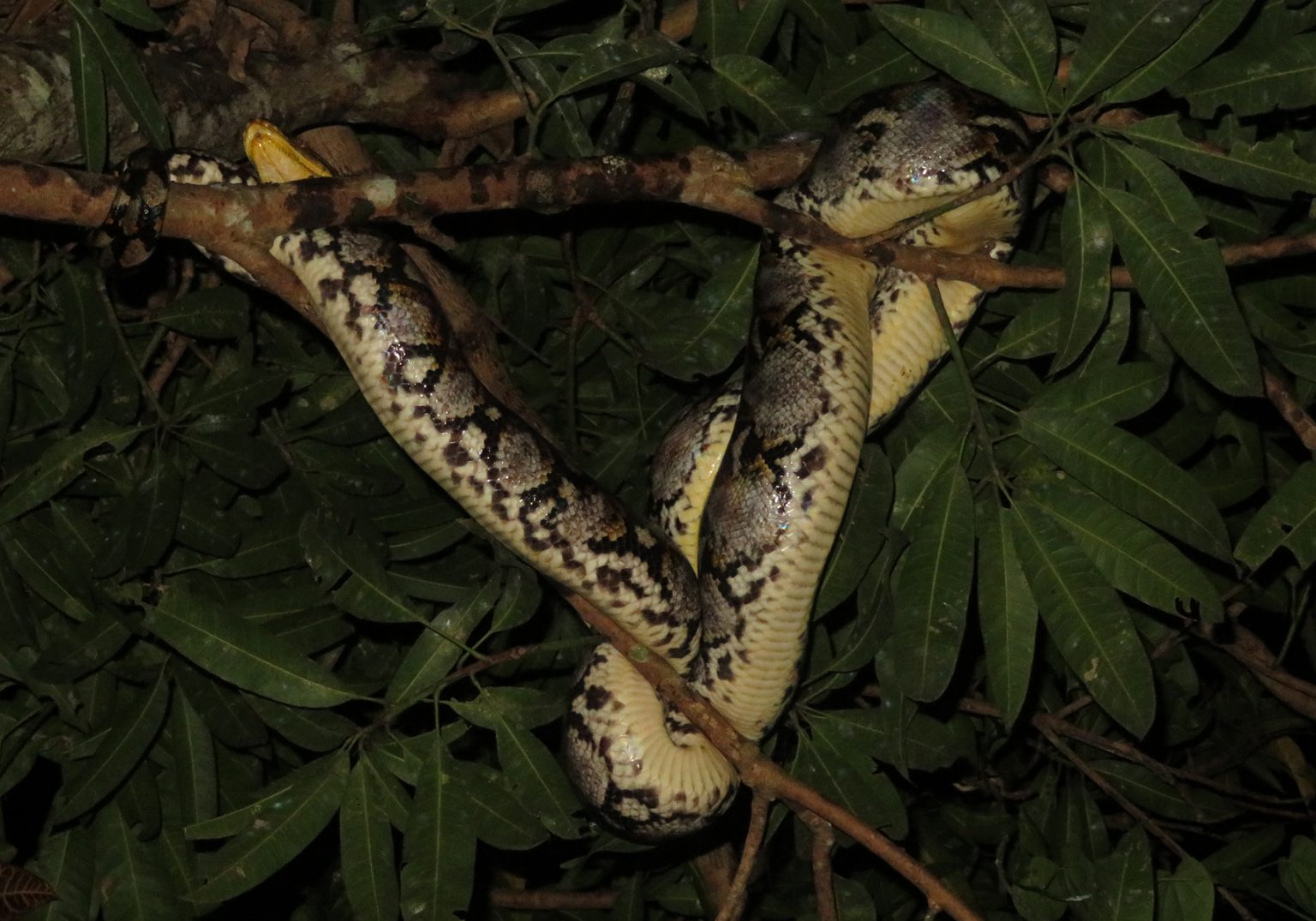Reticulated Python (Malayopython reticulatus) - Bali Wildlife
