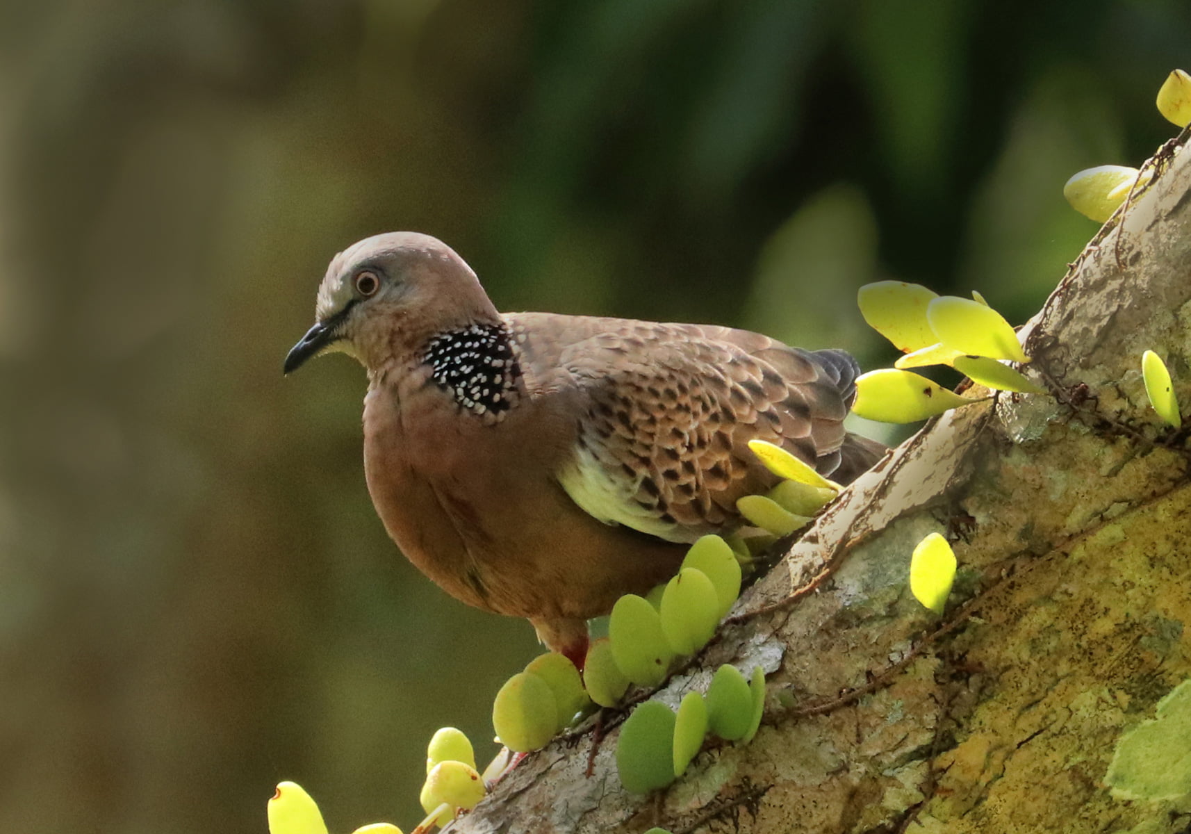 Eastern Spotted Dove (Spilopelia chinensis) - Bali Wildlife