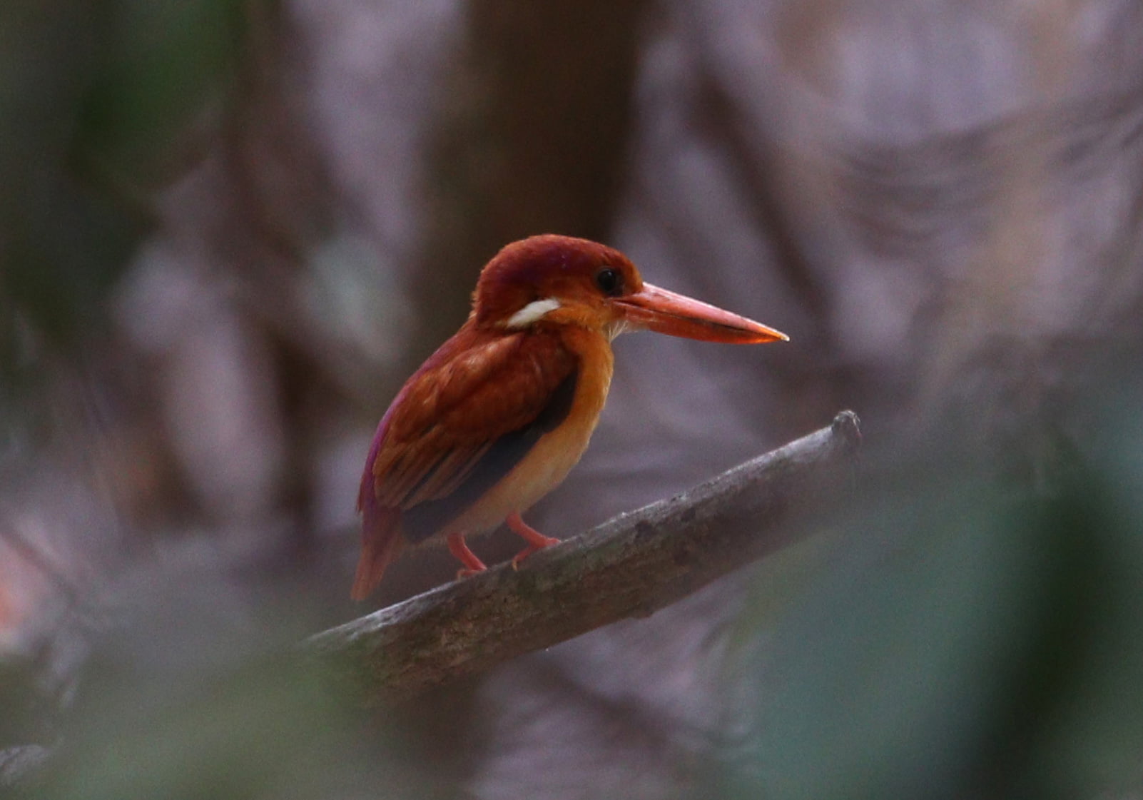 Raja Udang Punggung Merah (Ceyx erithacus) - Bali Wildlife