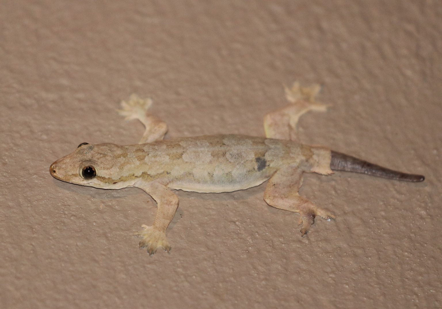 Four-clawed Gecko (Gehyra mutilata) - Bali Wildlife