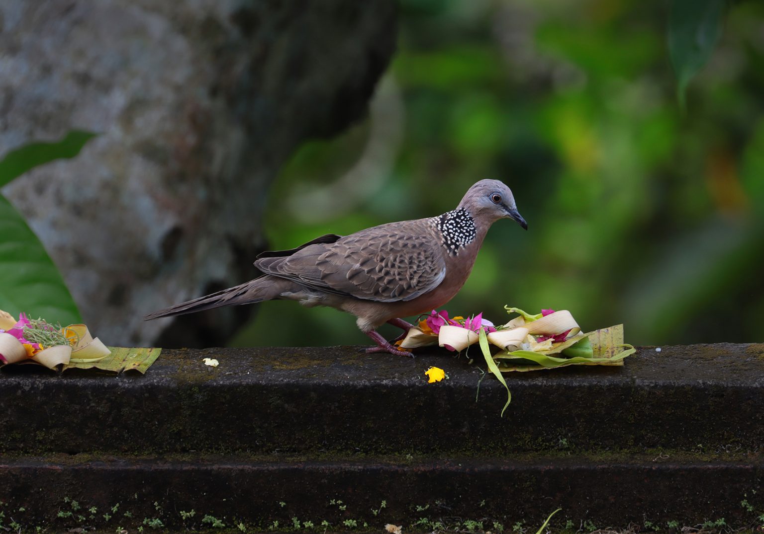 Eastern Spotted Dove (Spilopelia chinensis) - Bali Wildlife