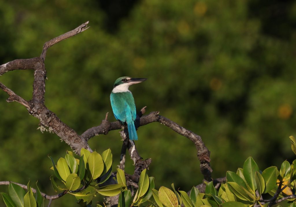 Sacred Kingfisher (Todiramphus sanctus) - Bali Wildlife