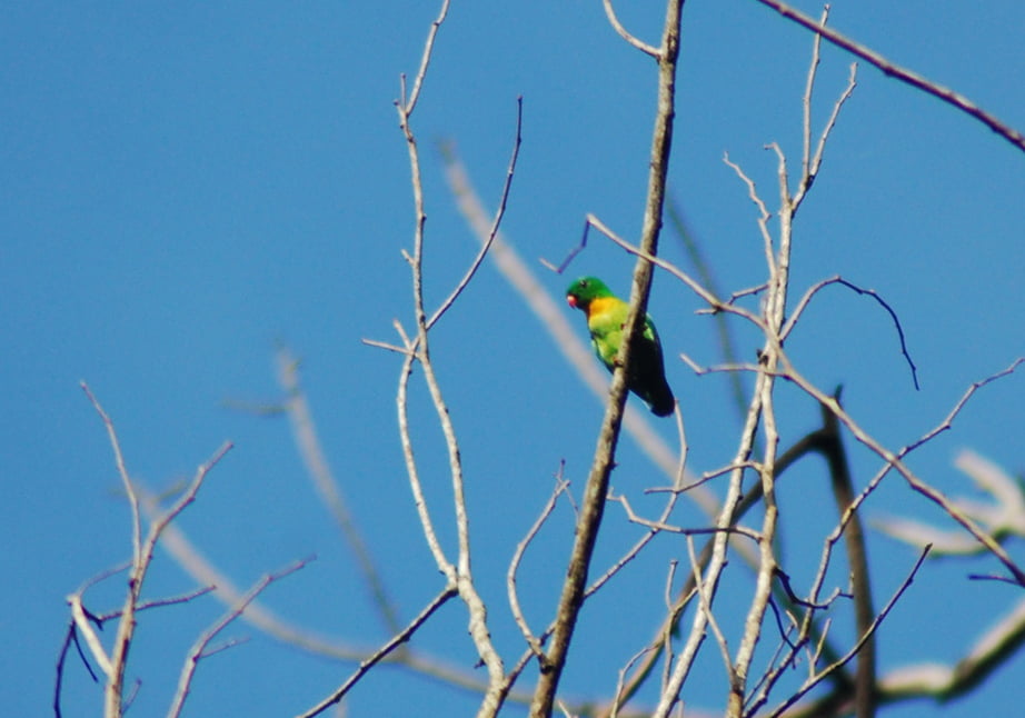 Yellow-Throated Hanging Parrot (Loriculus pusillus) - Bali Wildlife