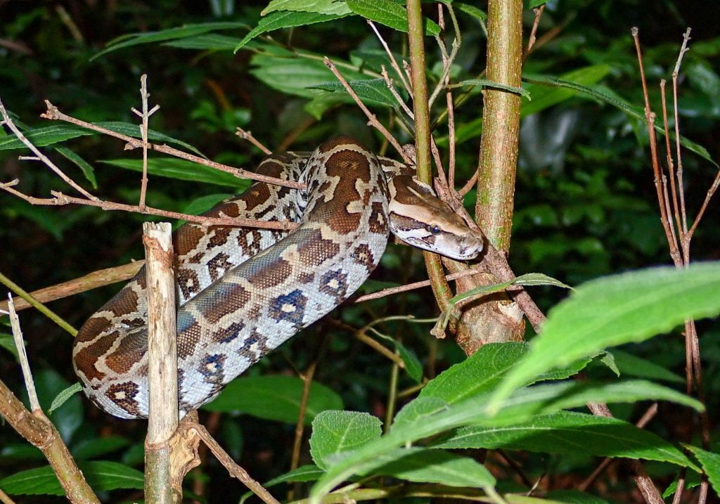 Burmese Python (Python molurus) - Bali Wildlife
