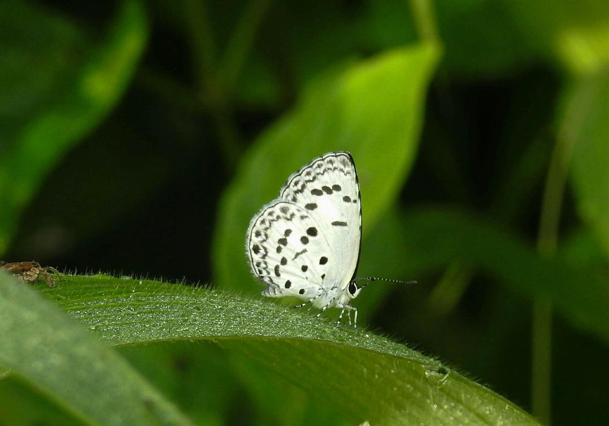 The Common Hedge Blue (Acytolepis puspa) - Bali Wildlife