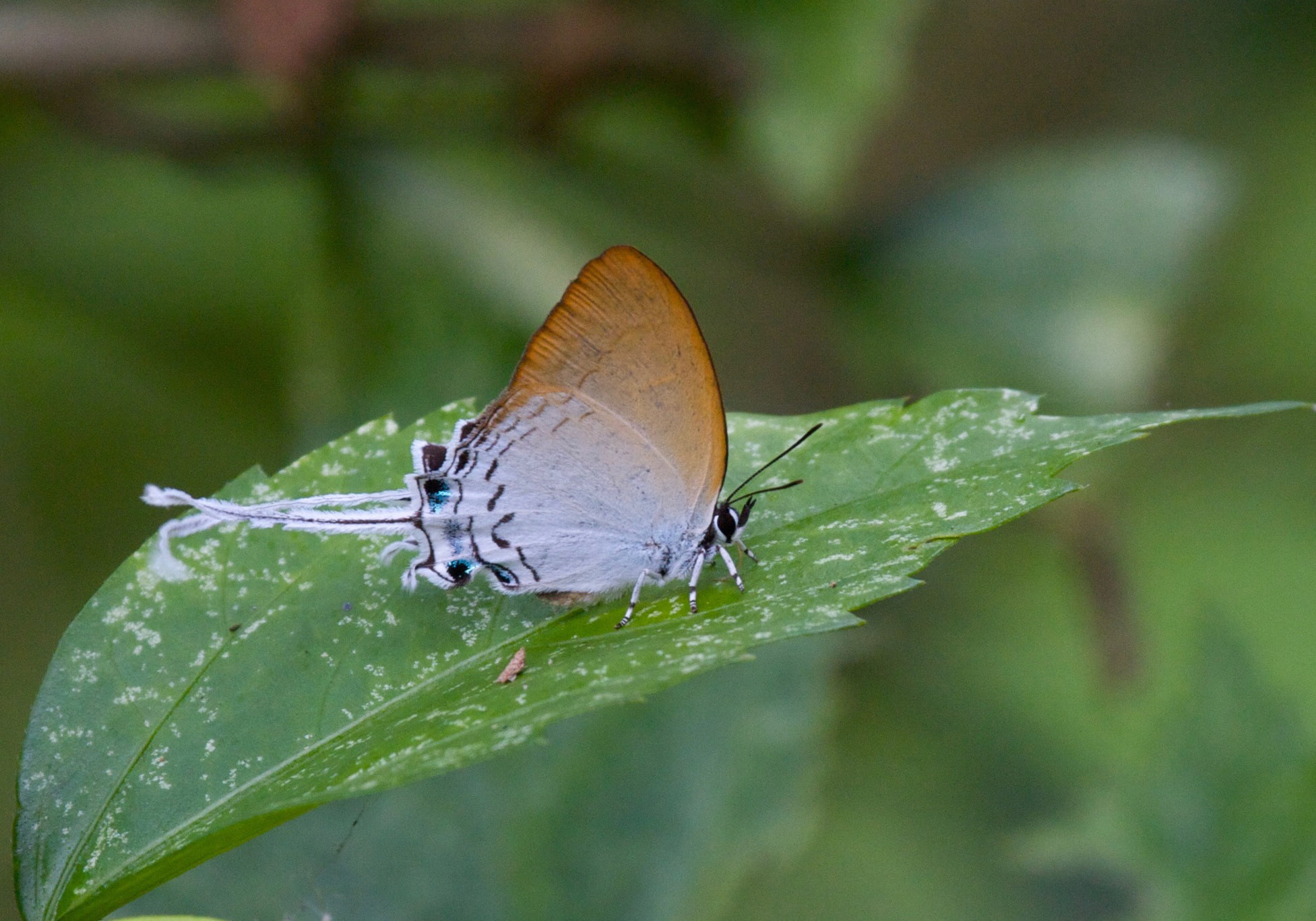 The Common Imperial (Cheritra freja) - Bali Wildlife
