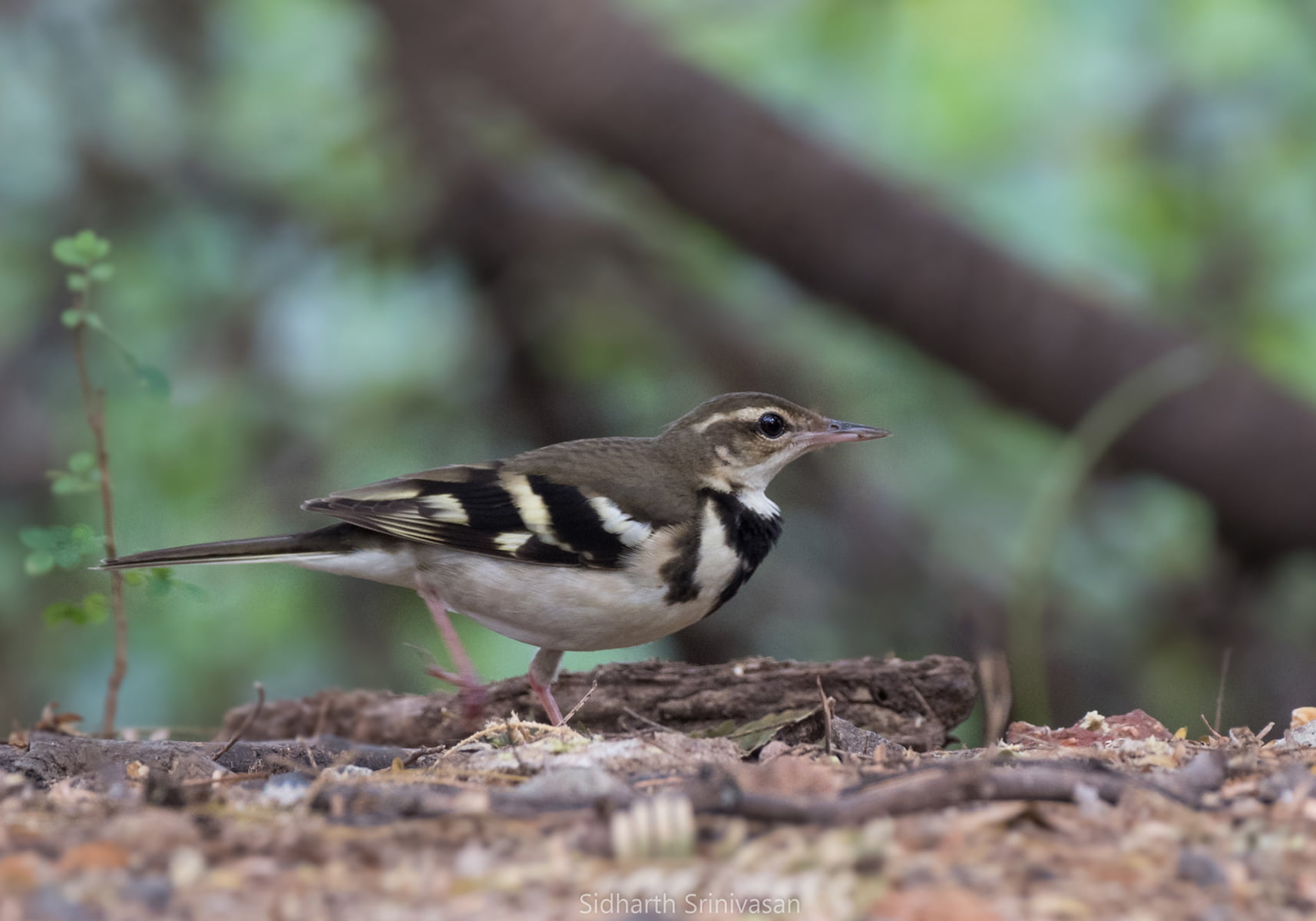 Forest Wagtail (Dendronanthus indicus) - Bali Wildlife