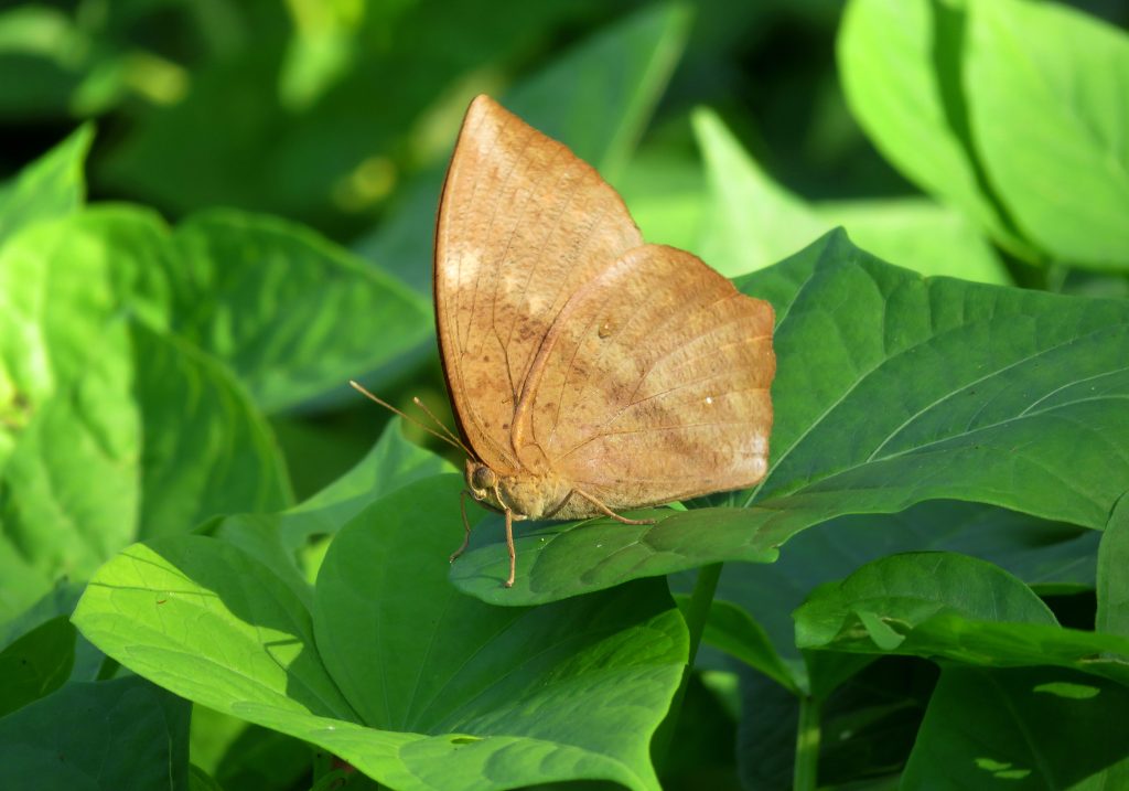The Common Duffer (Discophora sondaica) - Bali Wildlife