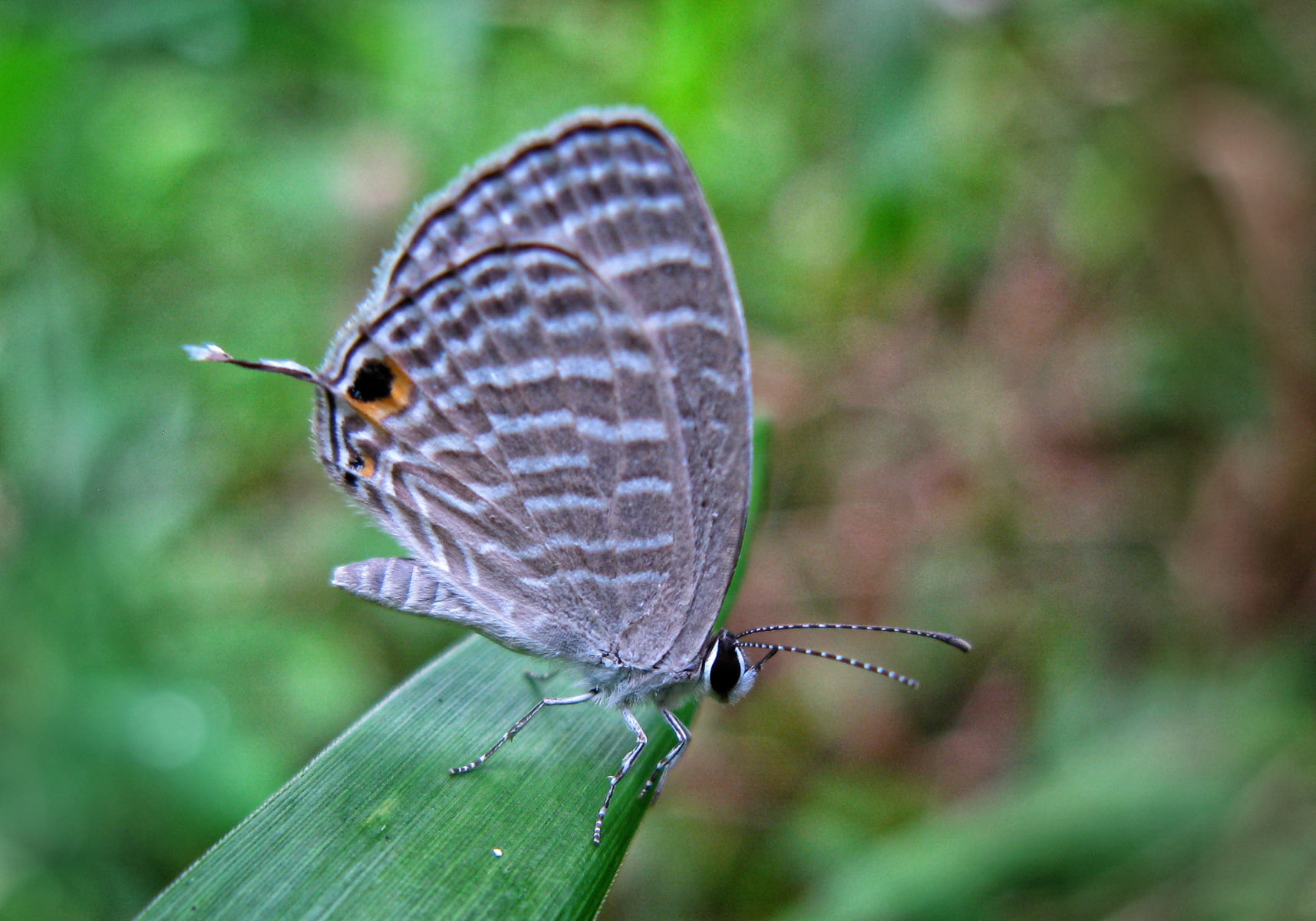 The Common Caerulean (Jamides celeno) - Bali Wildlife