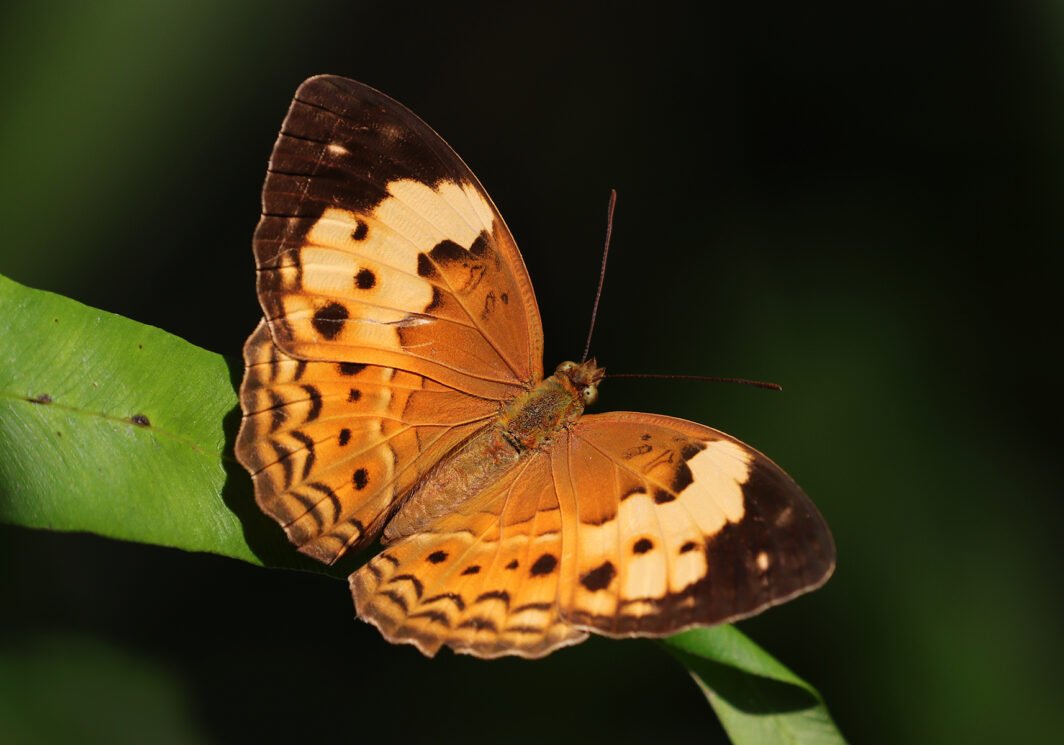 The Rustic (Cupha erymanthis) - Bali Wildlife