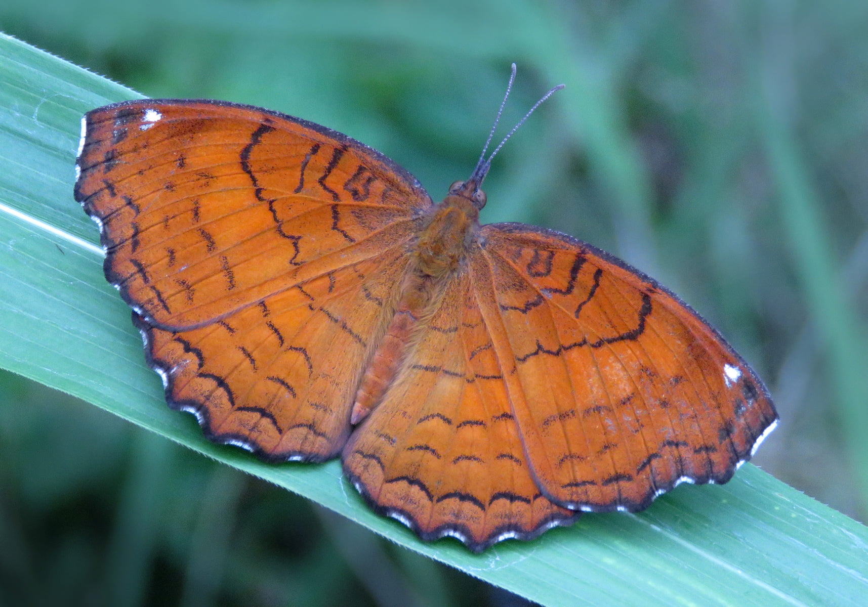 The Angled Castor (Ariadne ariadne) - Bali Wildlife