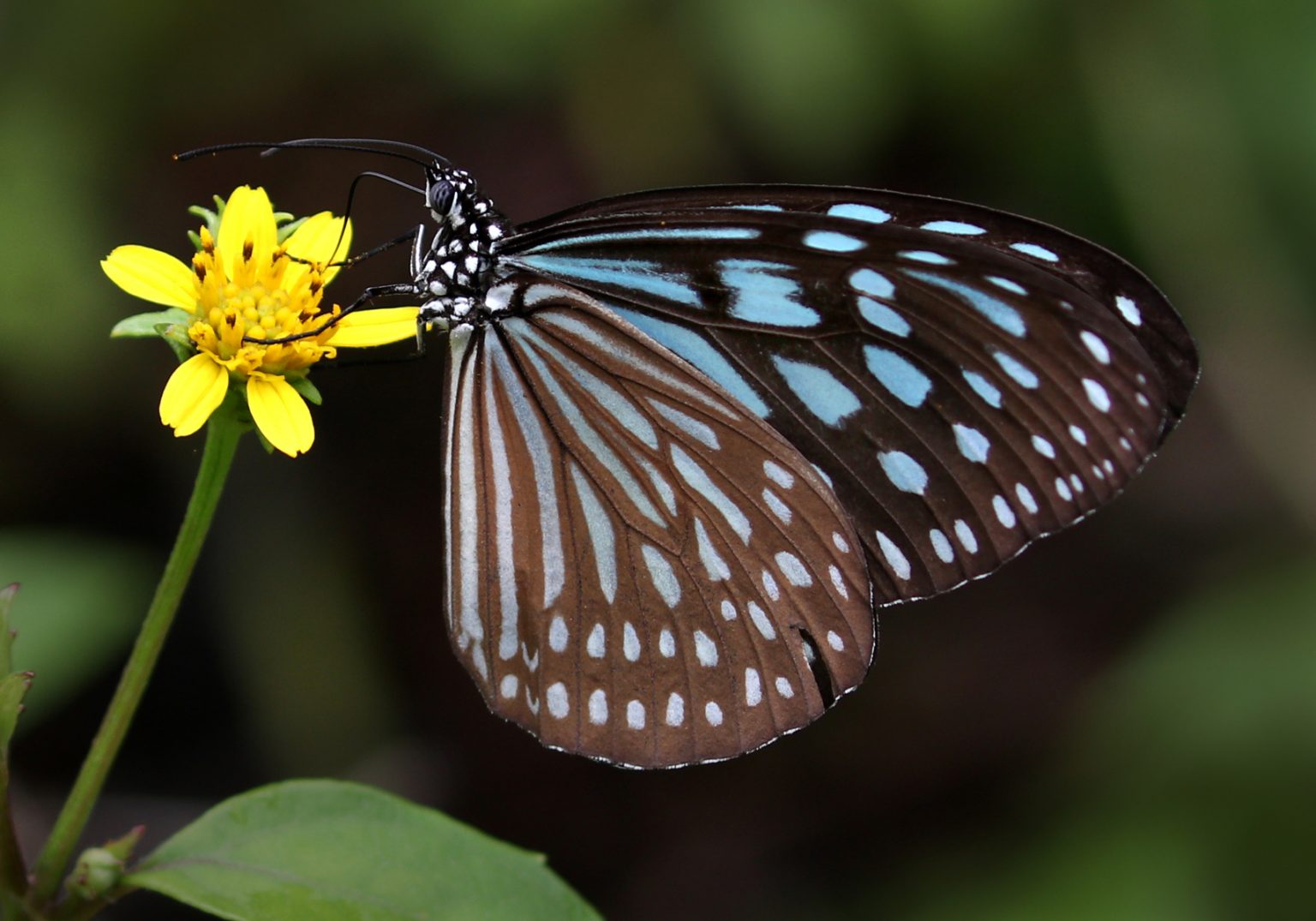 The Blue Glassy Tiger (Ideopsis vulgaris) - Bali Wildlife