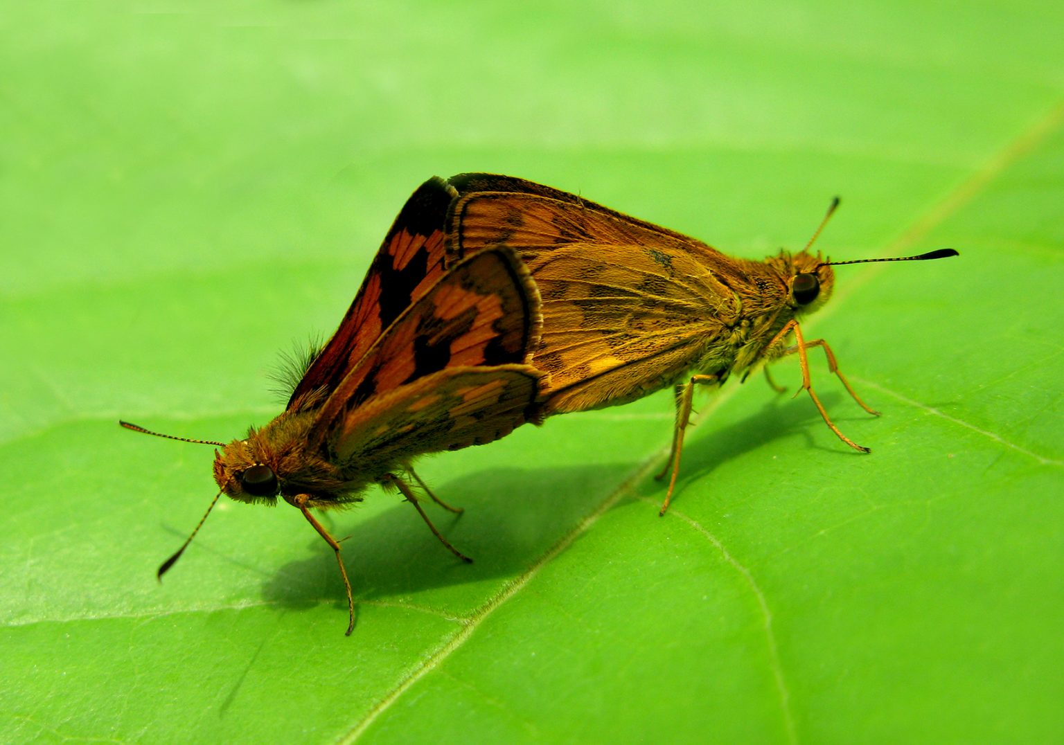 The Lesser Dart (Potanthus omaha) - Bali Wildlife
