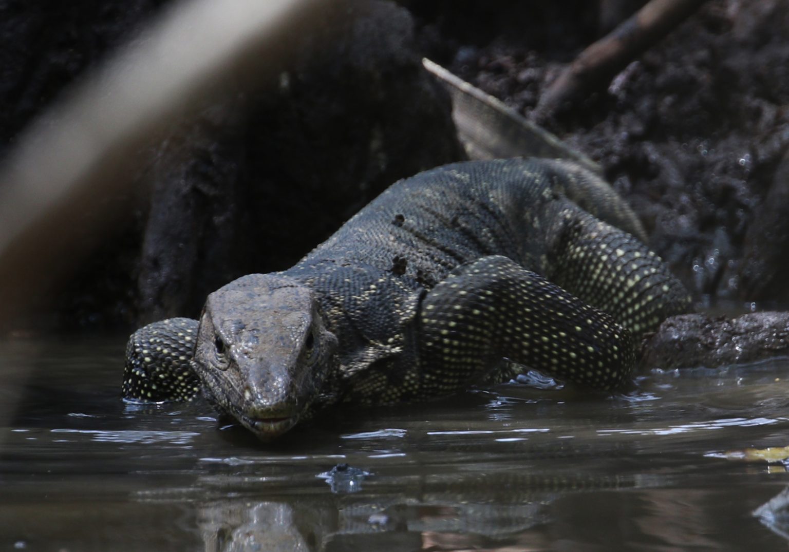 Asian Water Monitor (Varanus salvator) - Bali Wildlife