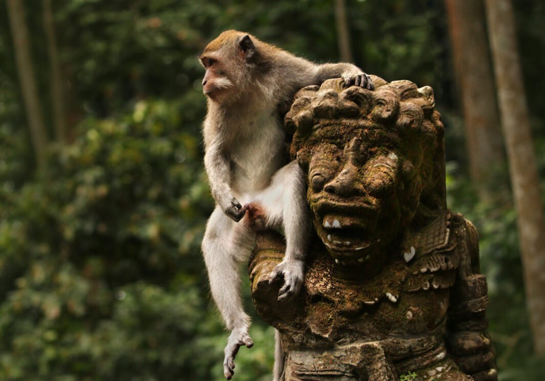 Bali Wildlife is dedicated to the an amazing biodiversity that exists ...