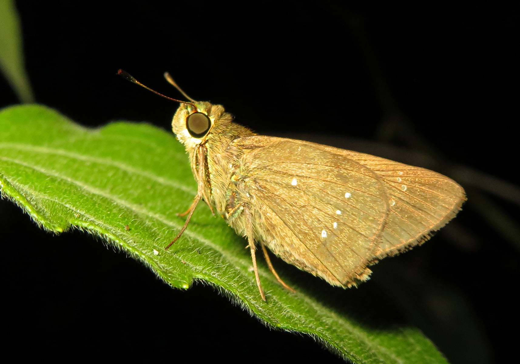 The Small Branded Swift (Pelopidas mathias) - Bali Wildlife