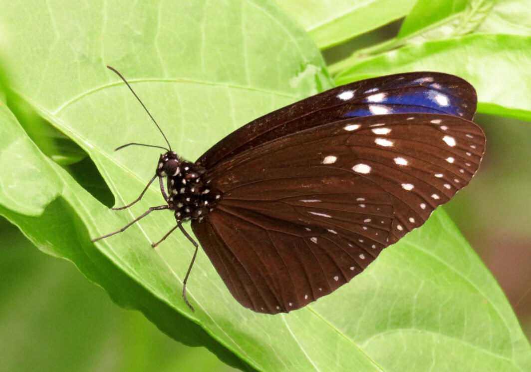 The Striped Blue Crow (Euploea mulciber) - Bali Wildlife