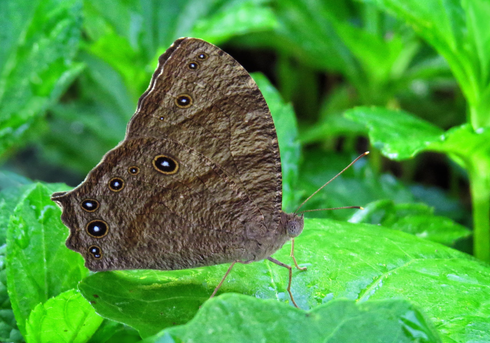 The Common Evening Brown (Melanitis leda) - Bali Wildlife
