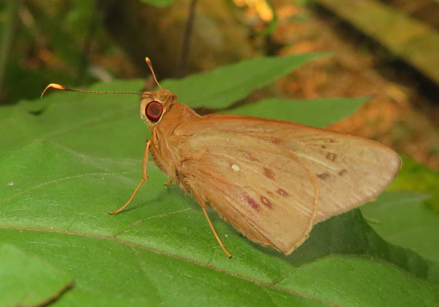 The Coconut Skipper (Hidari irava) - Bali Wildlife