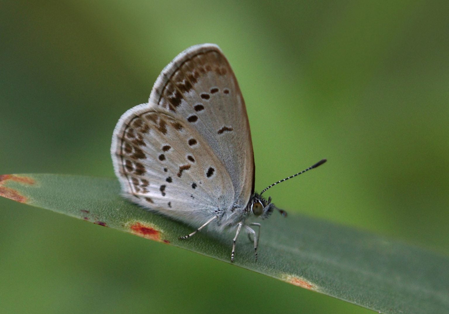 The Lesser Grass Blue (Zizina otis) - Bali Wildlife