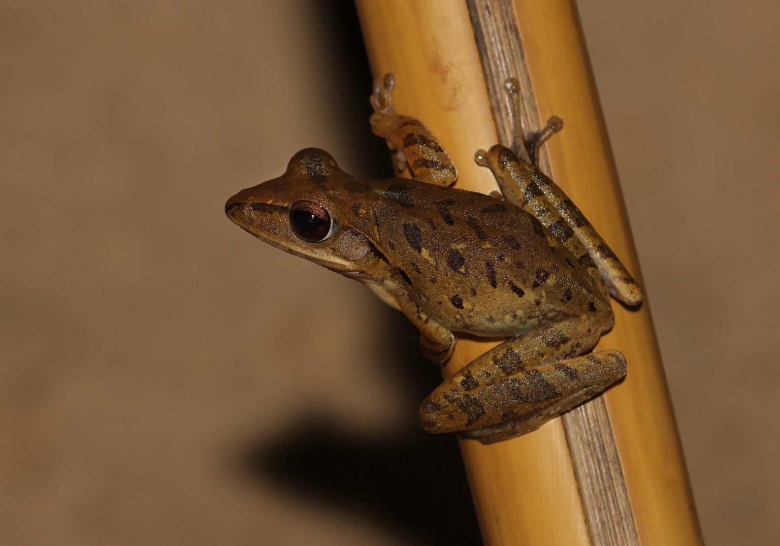 Common Southeast Asian Tree Frog (Polypedates leucomystax) - Bali Wildlife