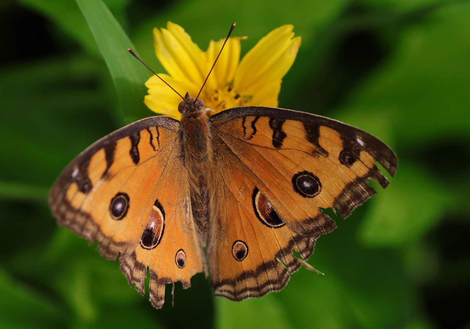 The Peacock Pansy (Junonia almana) - Bali Wildlife