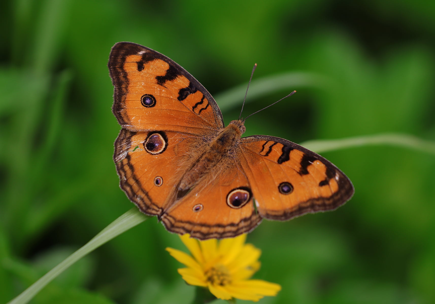 The Peacock Pansy (Junonia almana) - Bali Wildlife